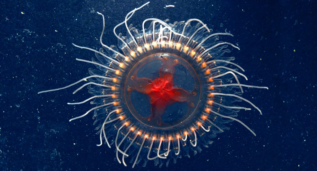 Descuben nueva especie de medusa luminiscente en el Atlántico ...